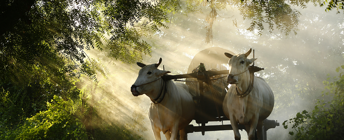 Bullock Cart Ride