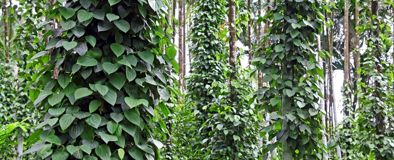 Club Mahindra Acacia Palms Resort , Near Colva Beach