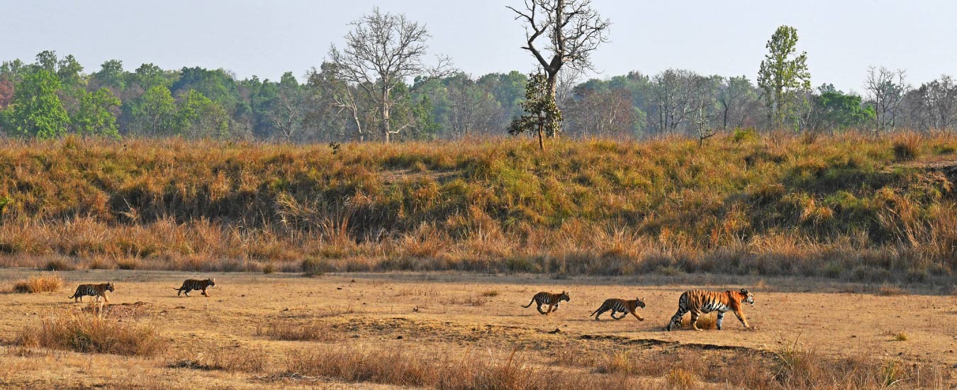 Experience the Angamoozhy Jungle Safari with your Family