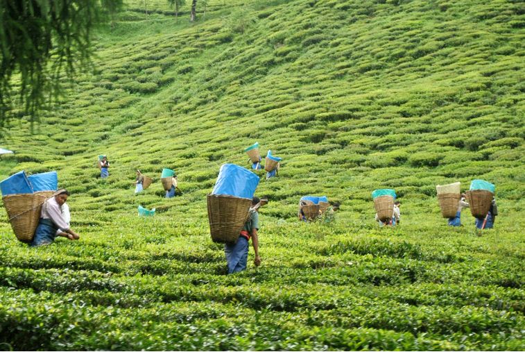 Best Things to Do in Sikkim | Activities in Sikkim - Club Mahindra